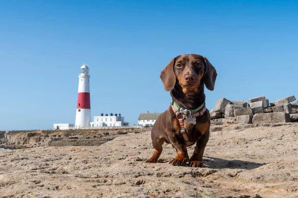 Fun Things to Do with Your Dog in the Summer
